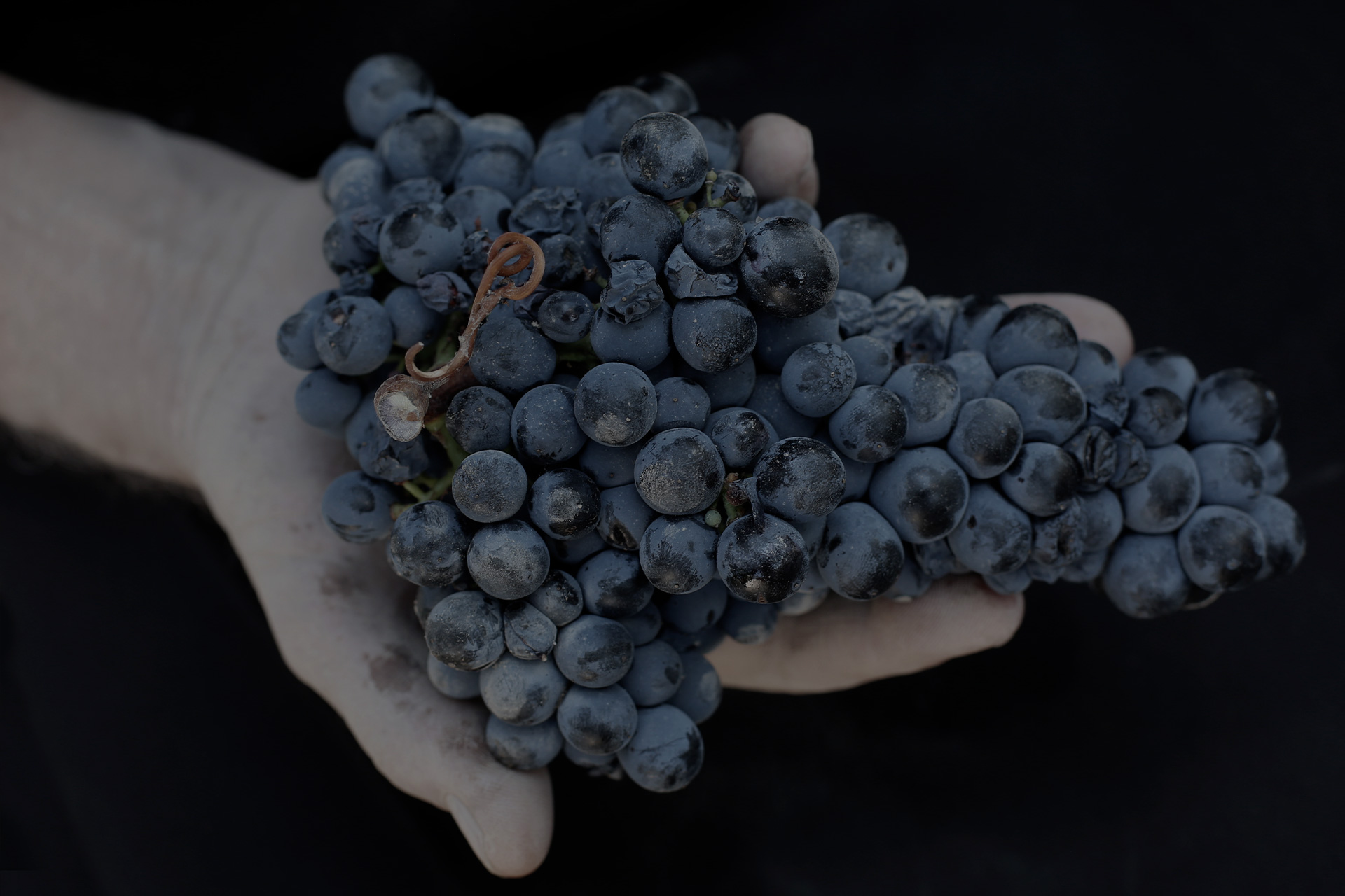 Our wines - Domaines Bunan